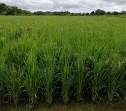 Agrotech The Next Big Thing, Entrepreneurs Encouraged To Revolutionise ...