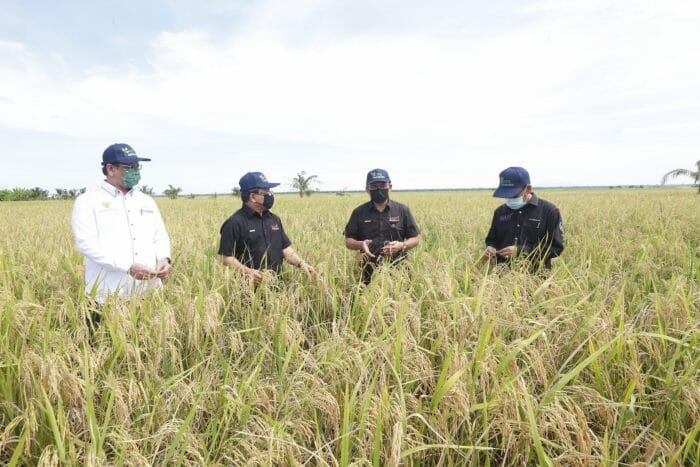 Large-Scale Paddy Cultivation Initiative to Boost Rice Production And ...