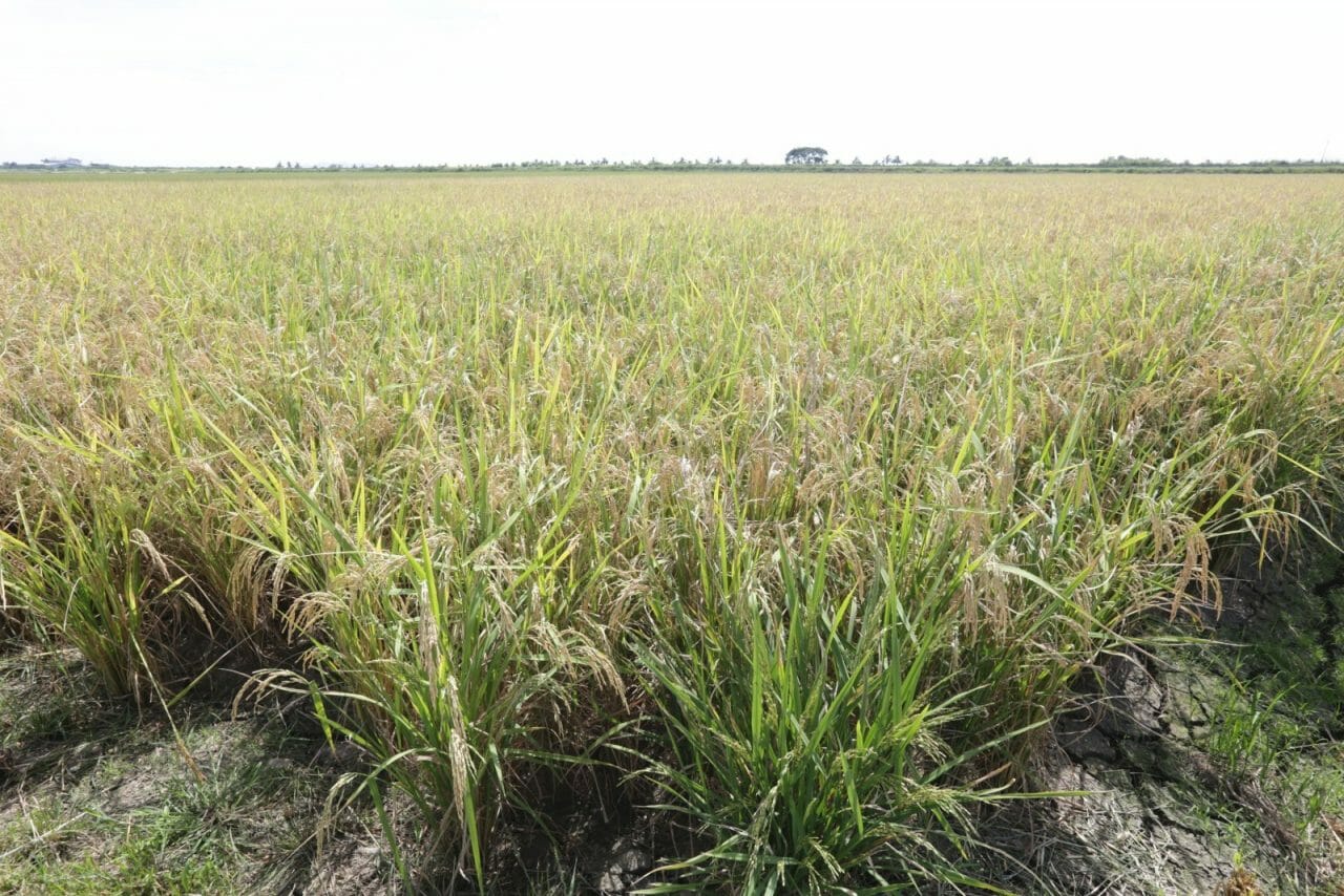 Large-Scale Paddy Cultivation Initiative to Boost Rice Production And ...
