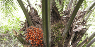 palm based products - BusinessToday