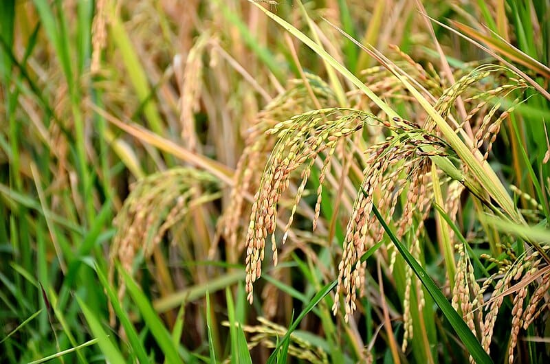 What's With The Variety Of Paddy Seeds To Farmers? - BusinessToday