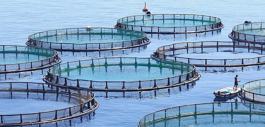 Nurturing Tomorrow’s Aquaculture Farmers - BusinessToday