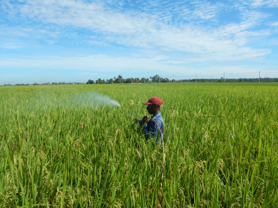 The 'Big Bosses' Of The Paddy And Rice Sector - BusinessToday