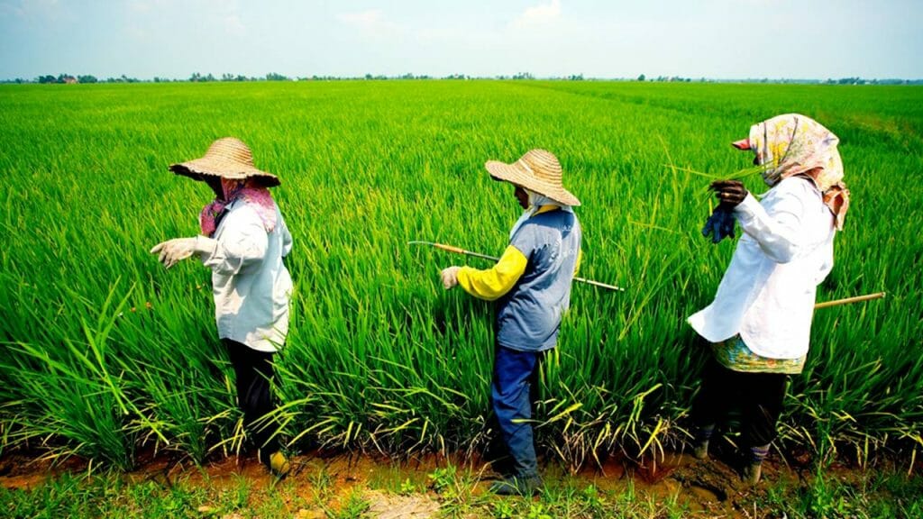 PMO: Govt To Consider 'Five Seasons In Two Years' Paddy Cultivation ...