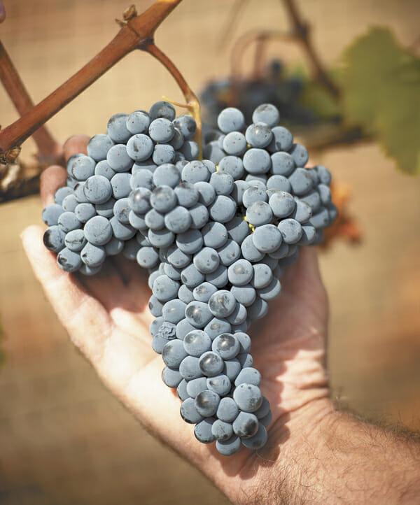 Getting to Know Some Regional Red Varietals - BusinessToday
