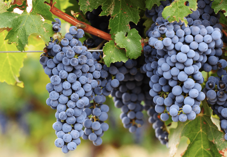 Getting to Know Some Regional Red Varietals - BusinessToday