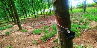 natural rubber production - BusinessToday