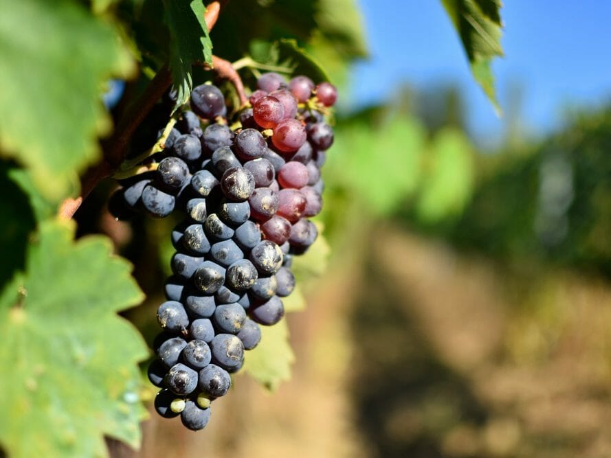 Getting to Know Some Regional Red Varietals - BusinessToday