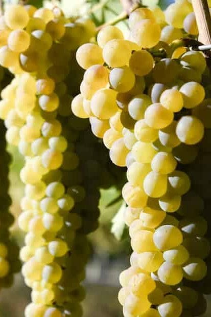 Interesting (but Lesser Known) White Varietals - BusinessToday