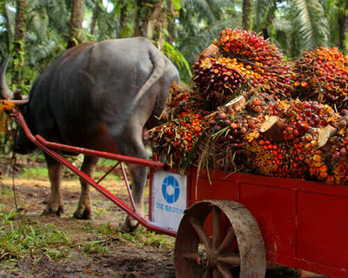 IOI Corporation achieves Better Profit On the Back Of Rising CPO Prices ...