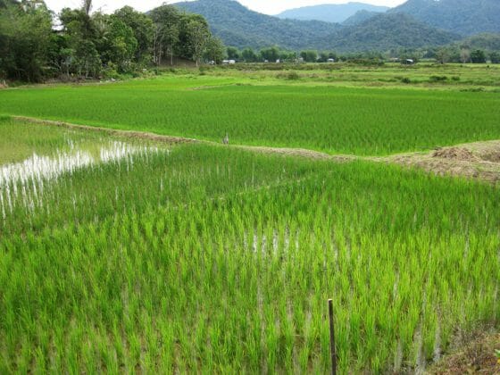 Bario, A Highland Blessed with Great Rice and Pineapple - BusinessToday