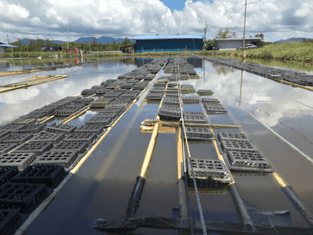 Sarawak Soft Shell Crabs And Blockchain