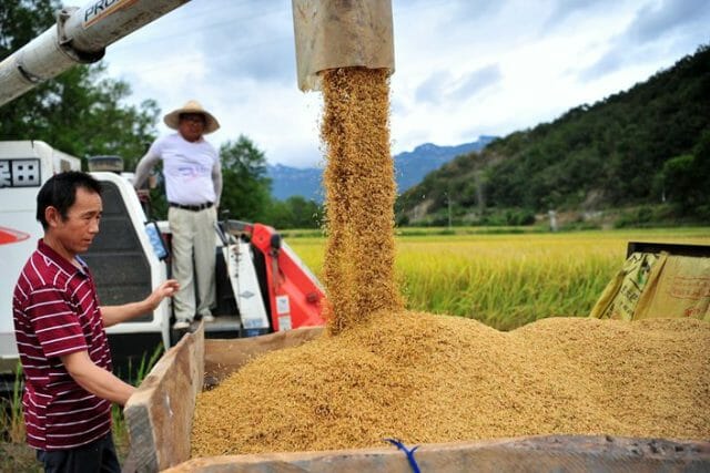 Global Agribusiness Outlook 2026: Grain Prices To Rise Amid Strong Supply