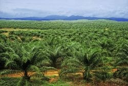 Indonesia Considers Sanctioning 10 Palm Oil Companies For Trade Invoice ...