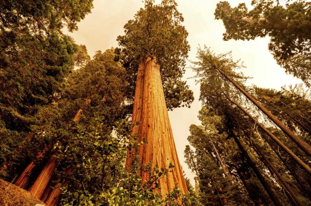 126 Photos to Capture This 3,200 Year-Old Sequoia - BusinessToday