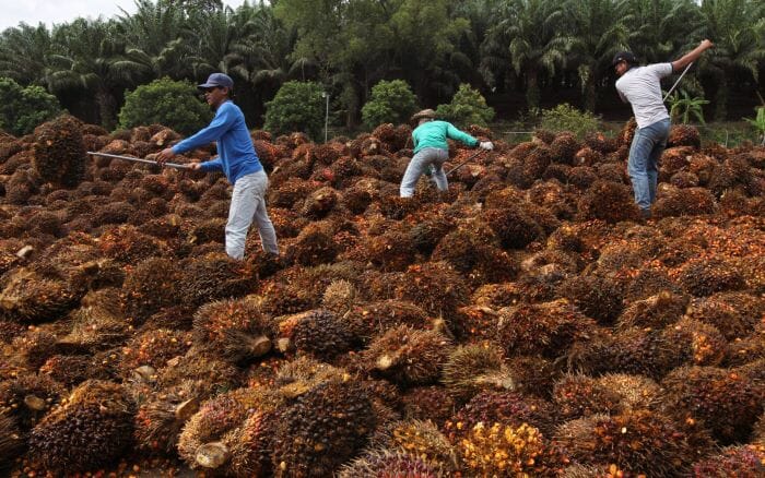 Oil Palm Biomass A Better Option Malaysia's Energy Source