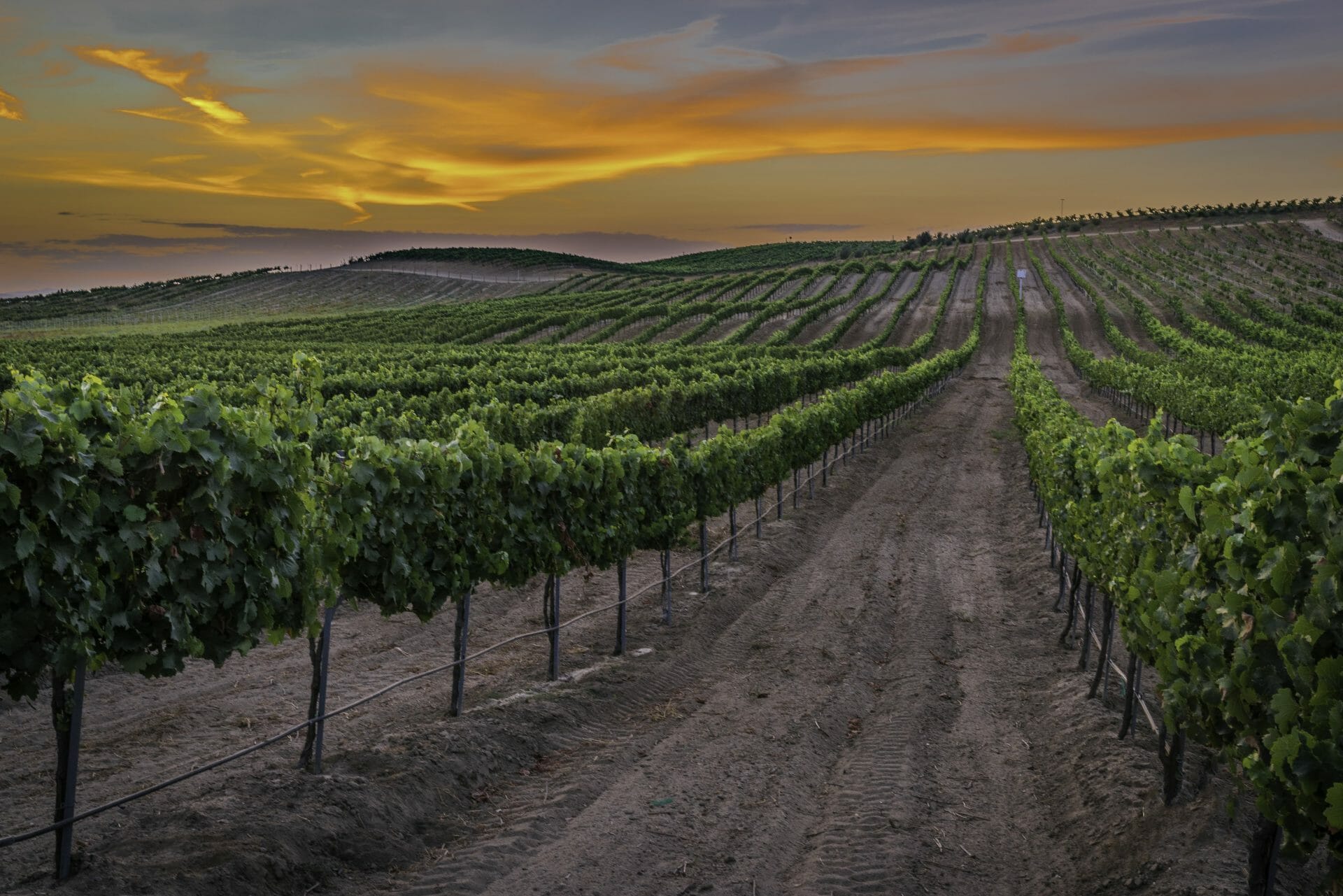 Enter a ‘Golden State of Mind’ with California Wines - BusinessToday