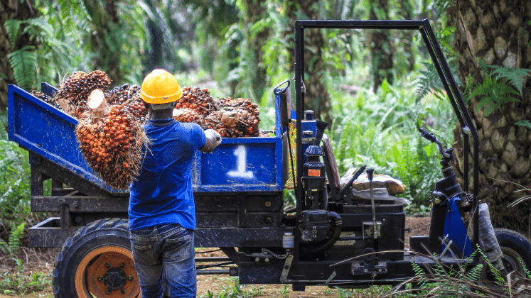 Sabah Produces 4.5 Million Tonnes Of CPO In 2023 - BusinessToday