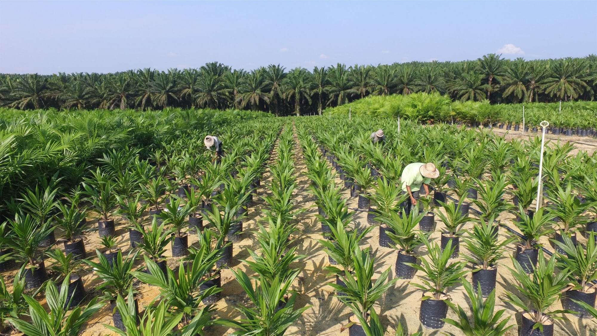 Kulim Returns To Black With Revenue Surging 48% To RM1.65 Billion