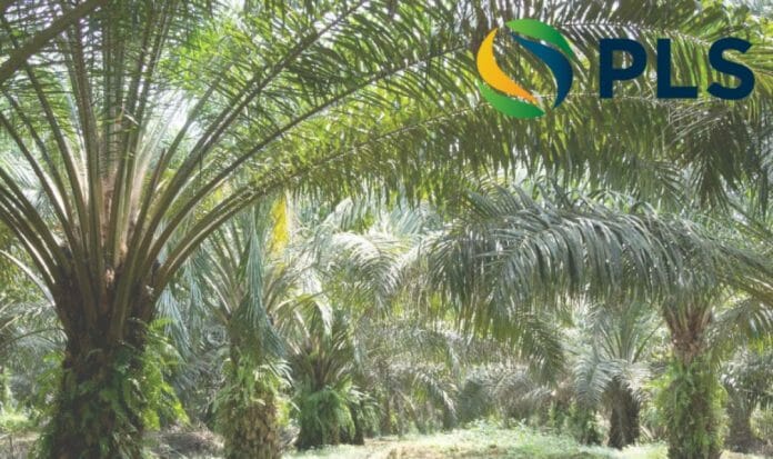 PLS Plantations Net Profit Leaped 109.6% YoY - BusinessToday