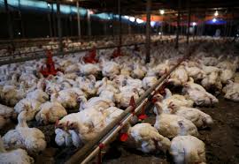 Would Feathers Be Ruffled Over Chicken Export Competition Between ...