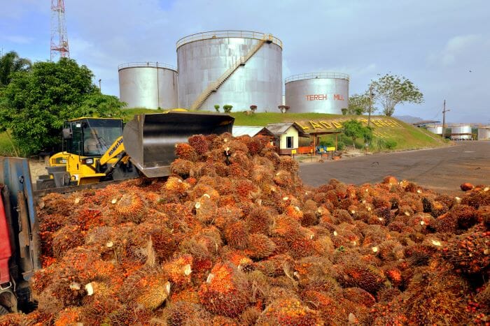 Kulim Kick Starts Circular Economy Drive With Its First Palm-Fibre Oil ...