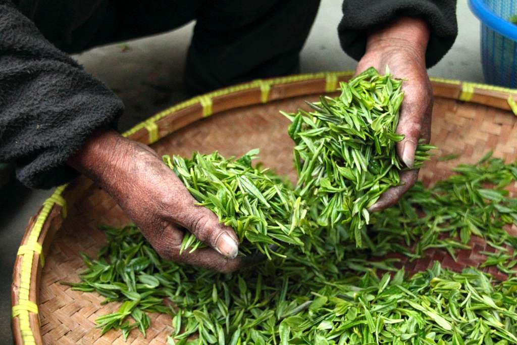 Traditional Tea Processing Techniques of China Gets Recognition in ...
