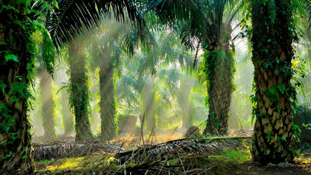Palm Oil and Circular Economy: Navigating the Path to Sustainable ...