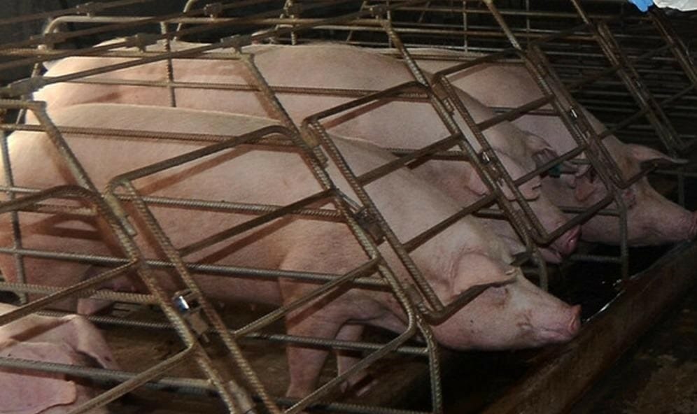 MAFS: Ban On Moving Pigs Across State Lines In Accordance With ...