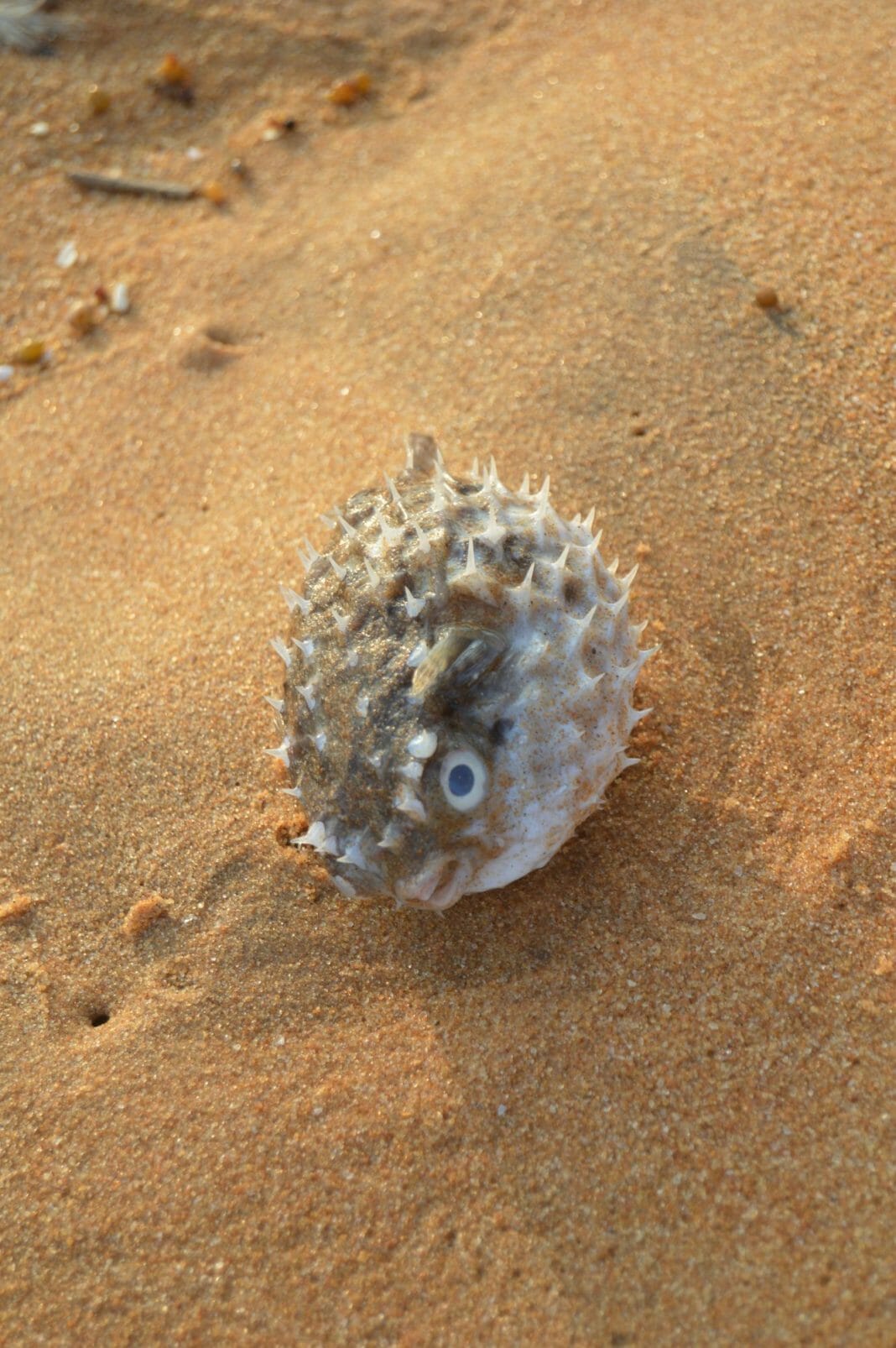 Puffer Fish Poisoning: What You Need To Know - BusinessToday