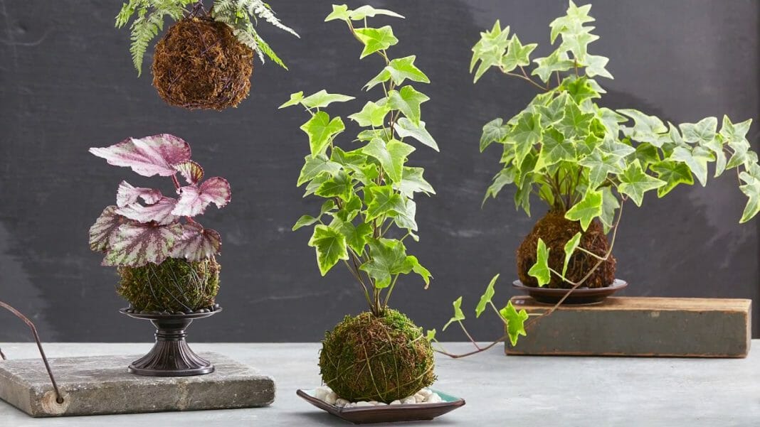 The Ancient Art Of Kokedama And All Its Joy - BusinessToday