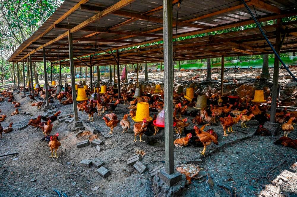 RM23 Million Chicken Farm To Be Built In FELDA Tun Ghafar Bukit Senggeh ...