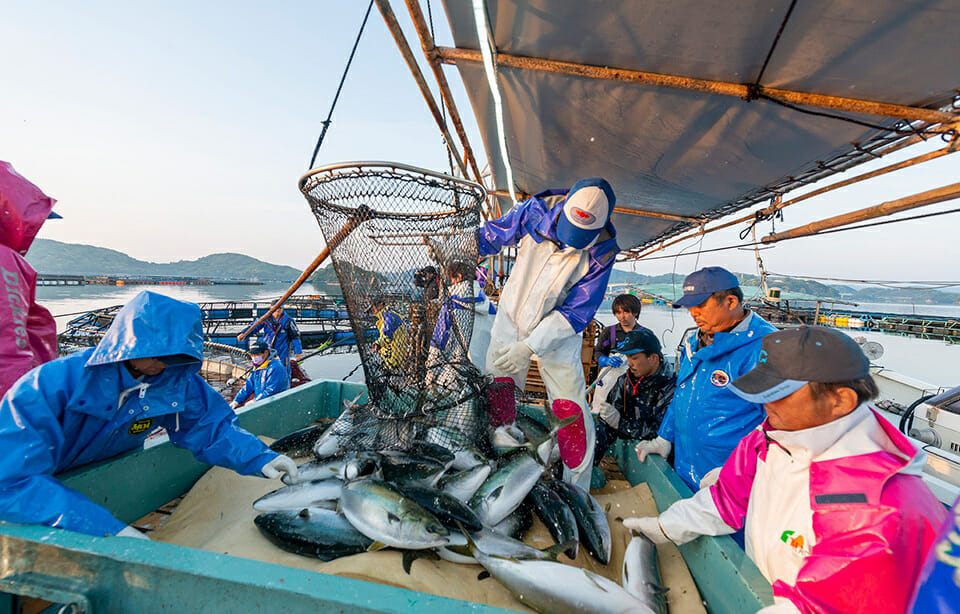 Fishes Tested Around Fukushima No Radioactive Element: Japan Agency