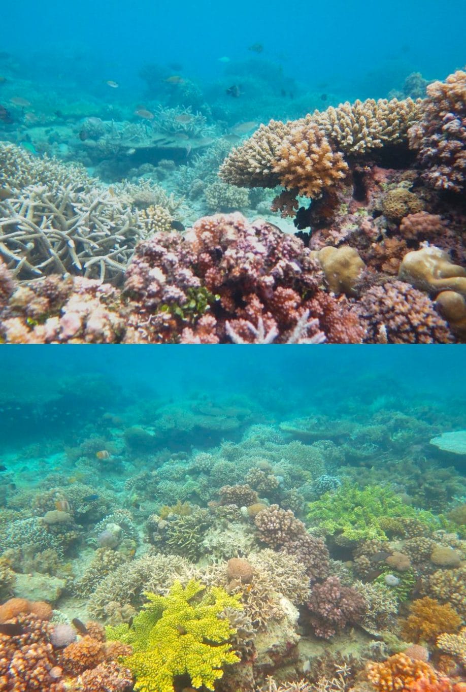 CMA CGM Extends Partnership With ESI For Coral Conservation Until 2025 ...