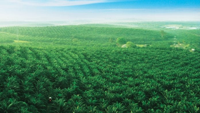 Stock Today: Genting Plantations Up 0.77% On RM210 Million JV Catalyst ...