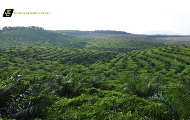 TH Plantations: More Can Be Done On ESG 2.0, Maybank IB Says Sell ...