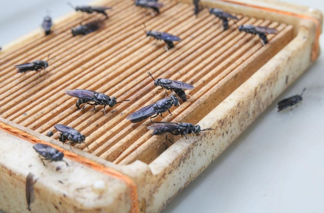 Turning Palm Oil Waste Into Profit The BioLoop Way - BusinessToday