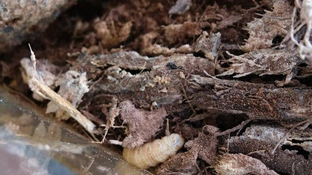 Top Five Must-Try Foods In Sabah - BusinessToday