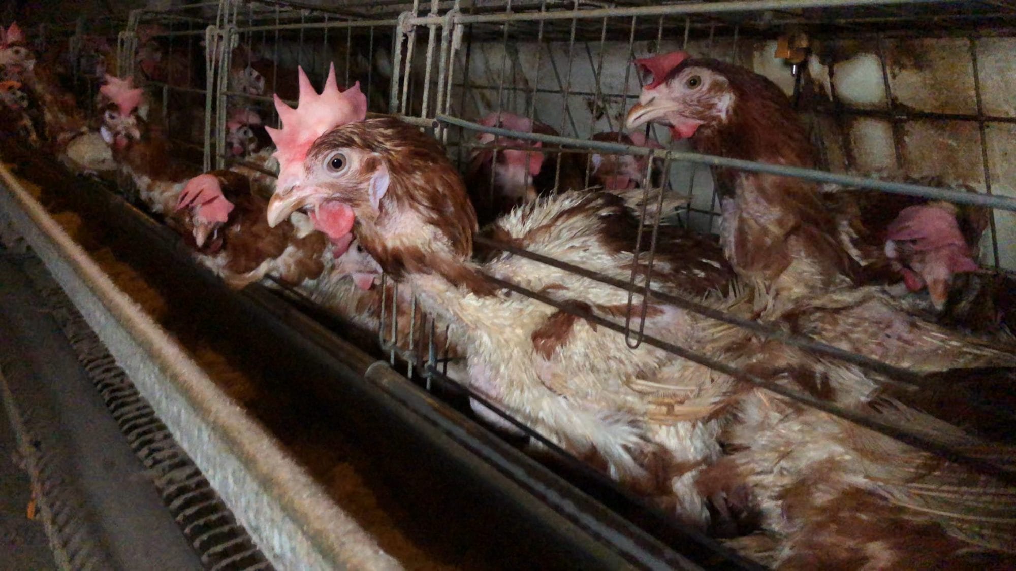 Reality Of Egg Production In Malaysia - BusinessToday