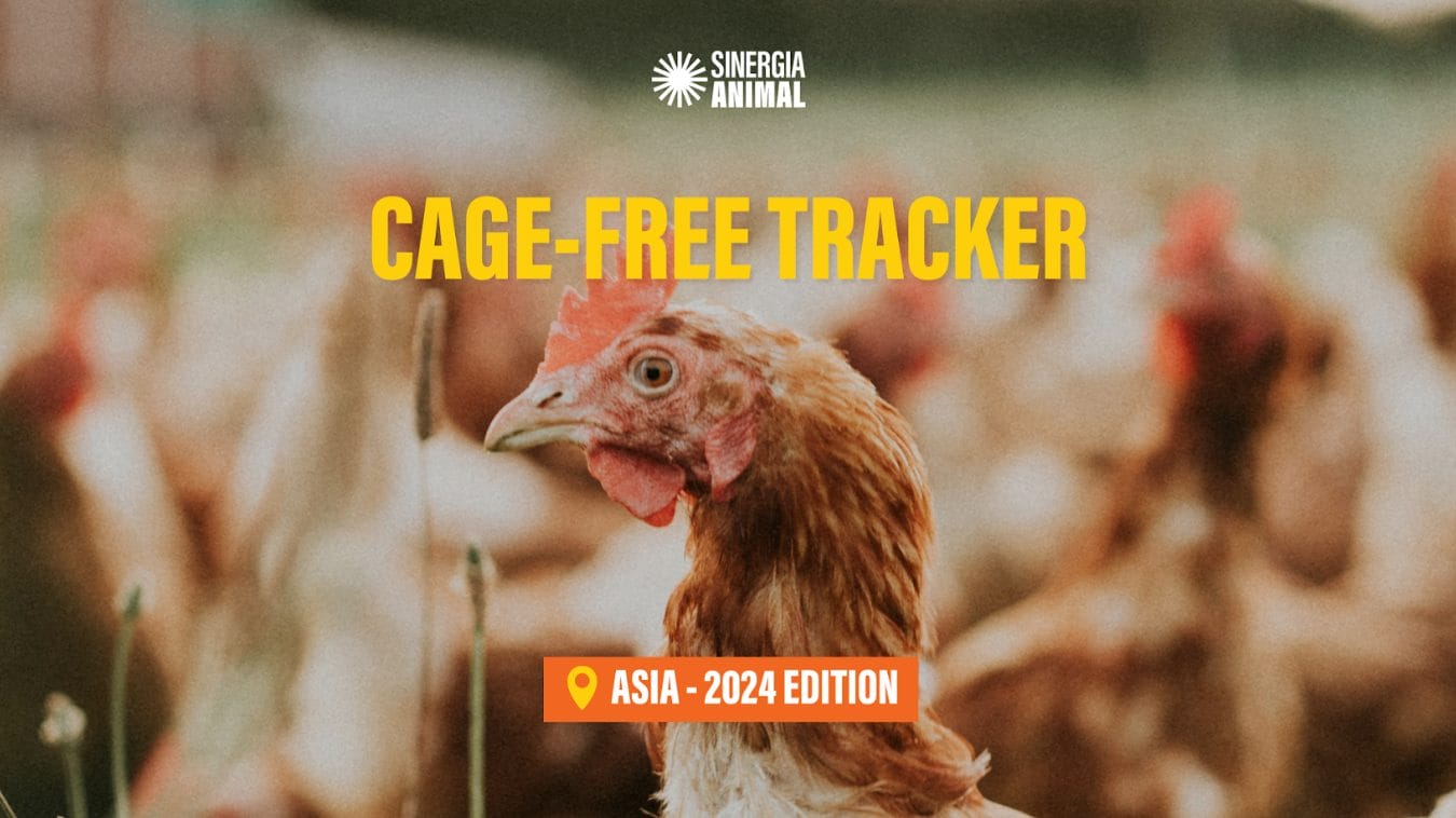 NGO Report Finds Many Asian Companies Falling Behind On Cage-Free ...
