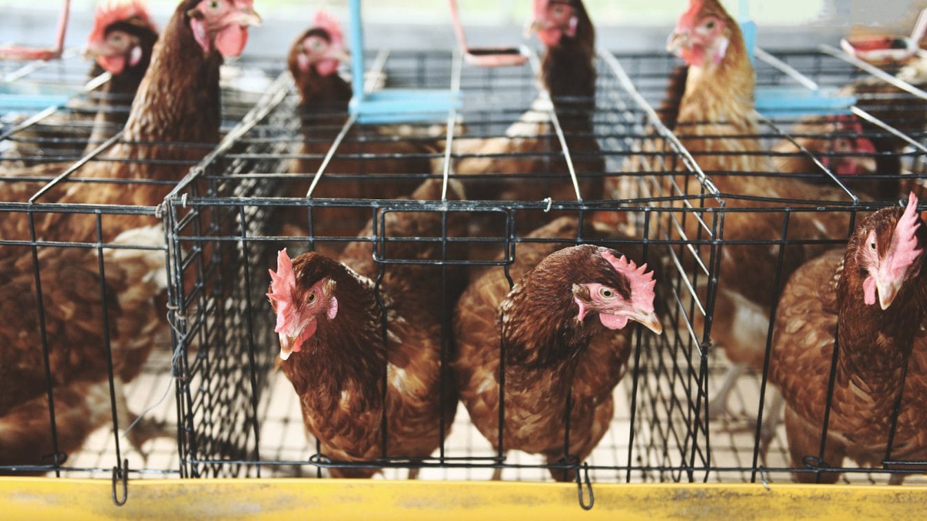 NGO Report Finds Many Asian Companies Falling Behind On Cage-Free ...
