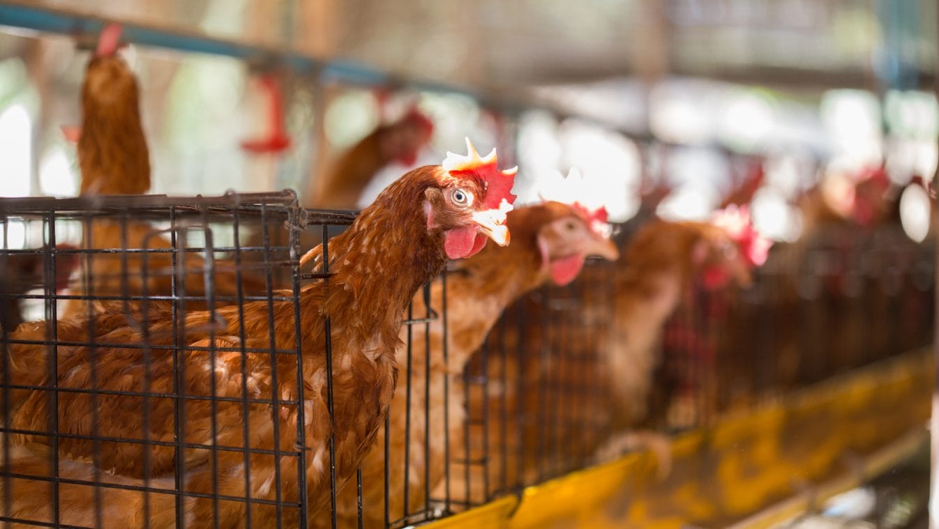 NGO Report Finds Many Asian Companies Falling Behind On Cage-Free ...