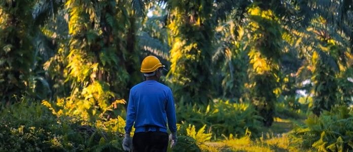 MPOB Introduces AI-Powered Apps For Palm Oil Smallholders - BusinessToday