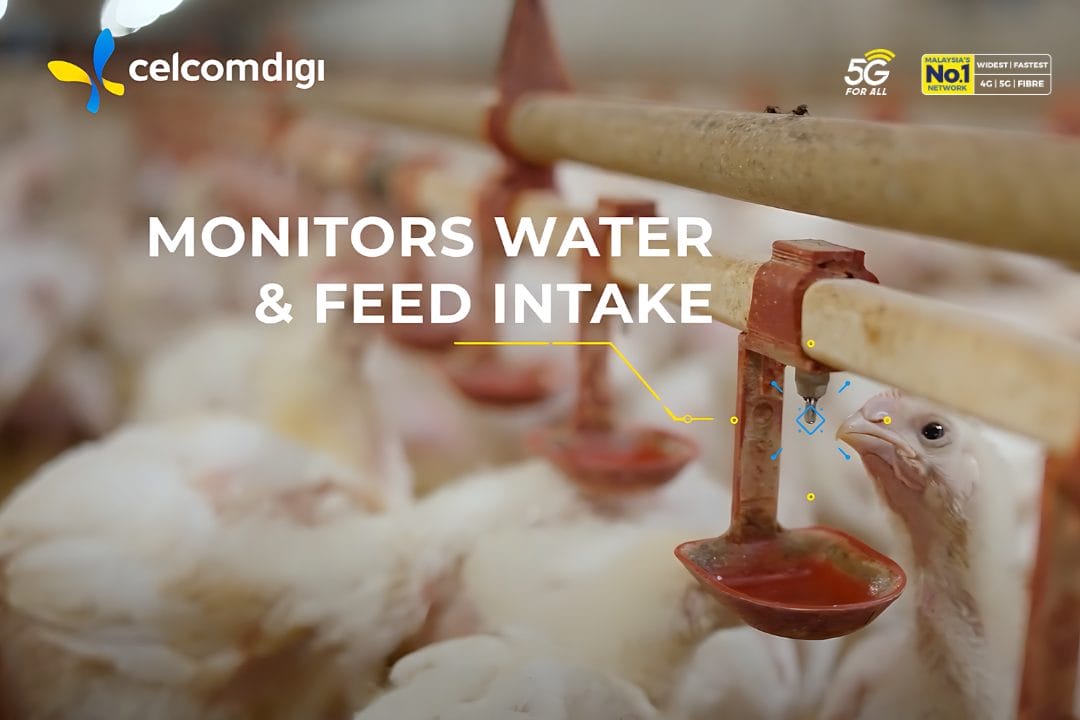 Smart Poultry Solutions: Leveraging 5G and AI for Better Farming ...