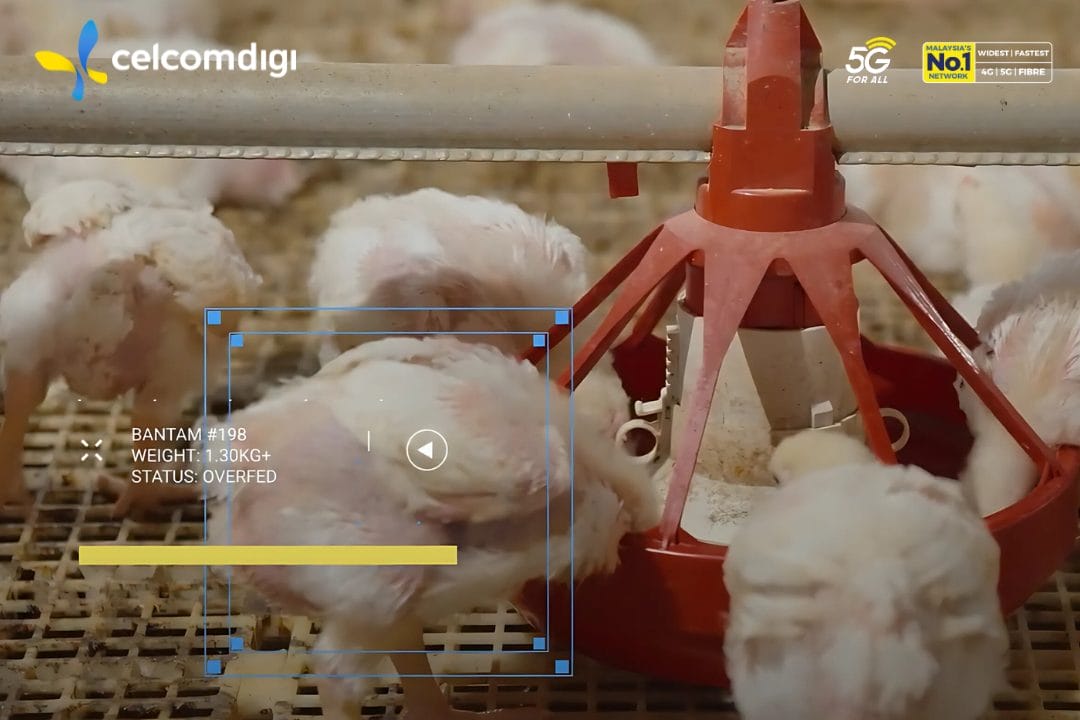 Smart Poultry Solutions: Leveraging 5G and AI for Better Farming ...