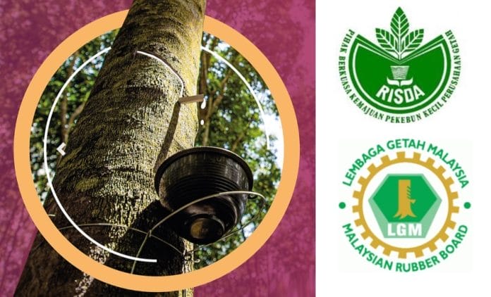 Rubber Incentives Worth RM522.35 Million Distributed To Small ...