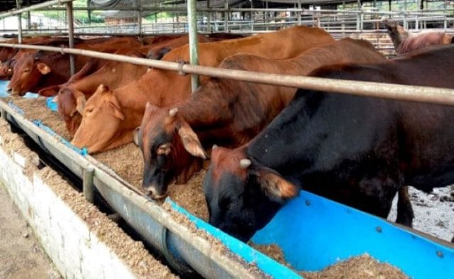 Livestock Trade Faces Huge Imbalance Despite Rising 23% To RM1.4 ...