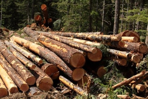 Timber Industry To Hit RM32.8 Billion In Exports By 2030