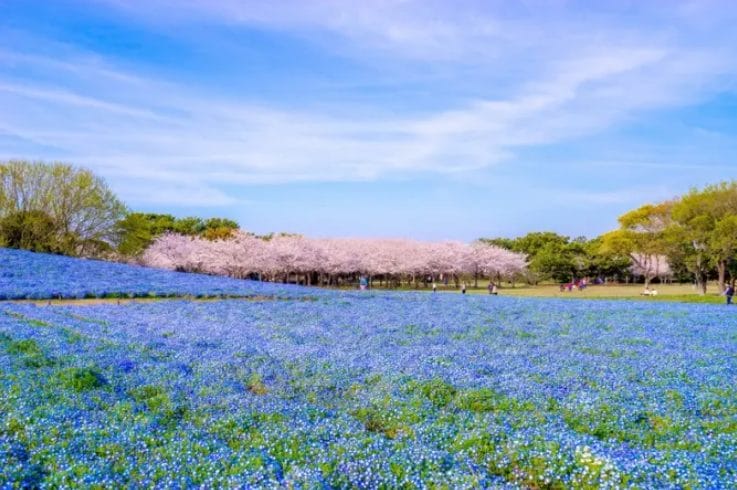 A Guide to Japan’s Must-See Spring Flowers