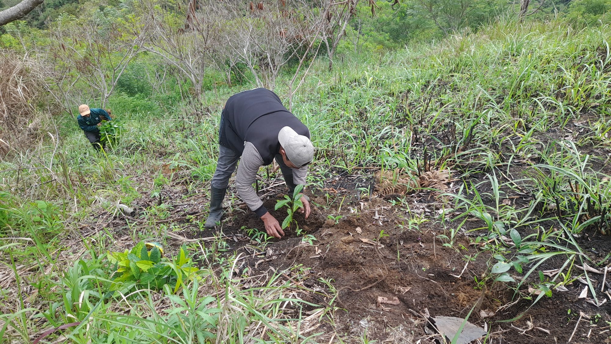 People Power Drives Southeast Asia’s Forest Revival